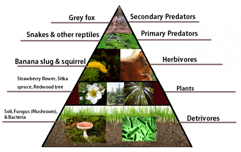 La biomasse globale : de larges incertitudes, également sur le cycle du ...